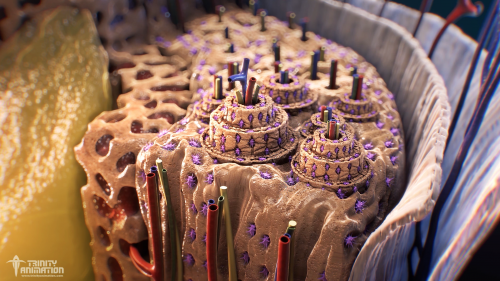 Mechanism of Action Pharmacological Animations